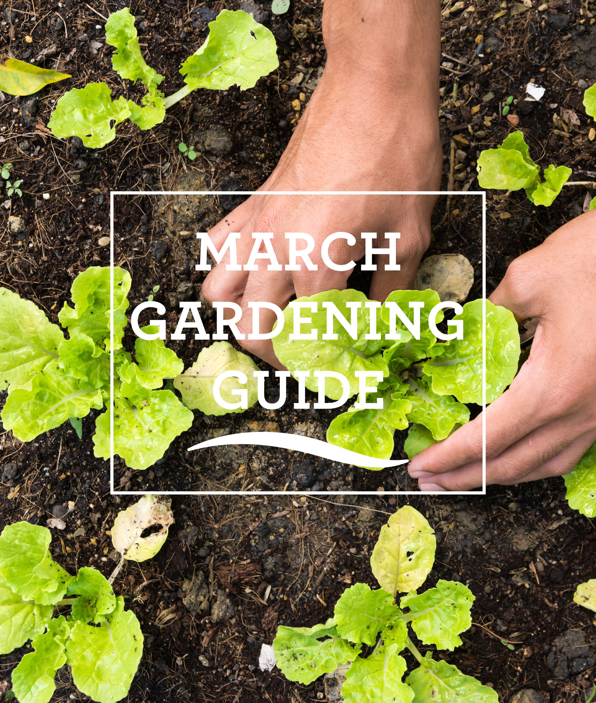 March • McGregor's – Garden Genius